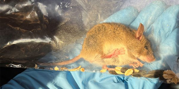A Multi-year Field Study of Small Mammals