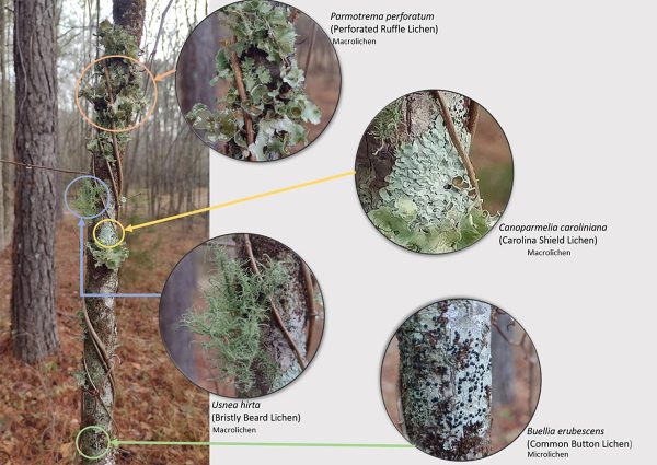 Lichens only exist due to mutualistic symbiosis.