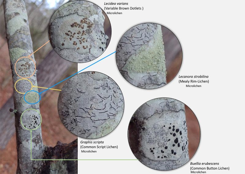 Lichens only exist due to mutualistic symbiosis.