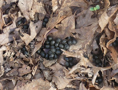 A Plant Library - Carolina Wildlands Foundation