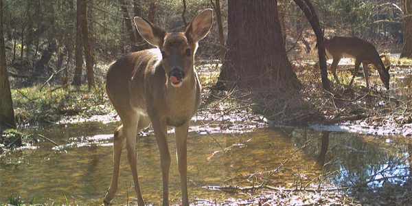 Identifying Wildlife - Scat!
