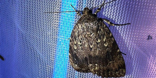 Nighttime Insect Study - Carolina Wildlands Foundation