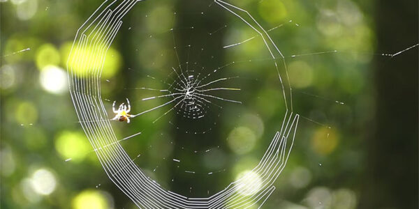 Watching Marbled Orb Weaver Makes a Web