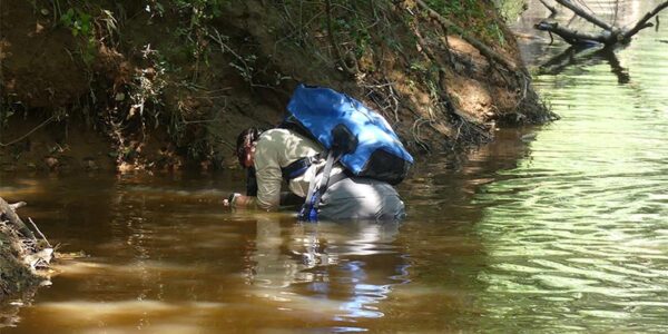 Freshwater Mussel Survey - Creeper Mussel with Marsupial Gills